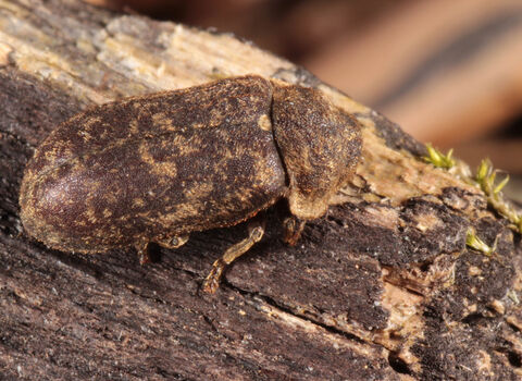 Deathwatch beetle | The Wildlife Trusts