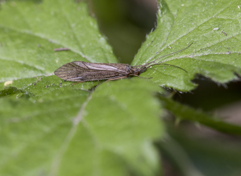 Caddisfly | The Wildlife Trusts
