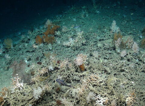 Cold-water coral | The Wildlife Trusts