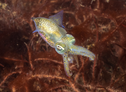 Little cuttlefish | The Wildlife Trusts