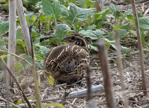 Quail | The Wildlife Trusts