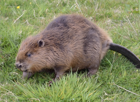 Beaver | The Wildlife Trusts