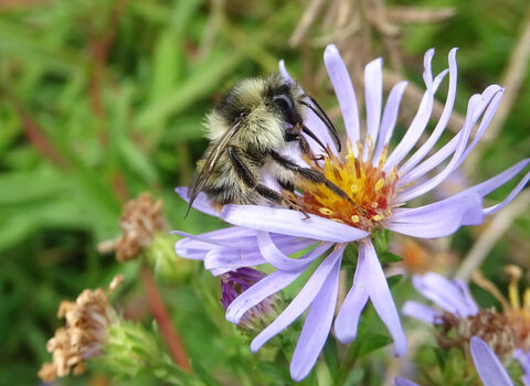 Shrill carder bee | The Wildlife Trusts