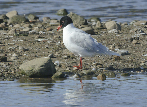 Mediterranean gull | The Wildlife Trusts
