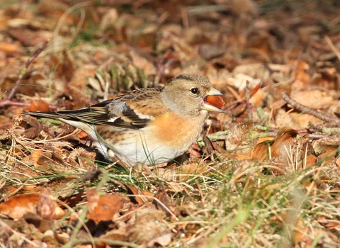 Brambling | The Wildlife Trusts