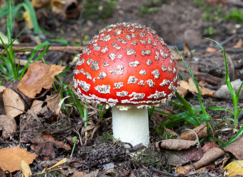 Fly agaric | The Wildlife Trusts