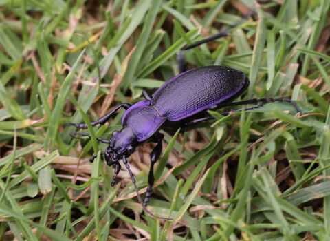 Violet ground beetle | The Wildlife Trusts