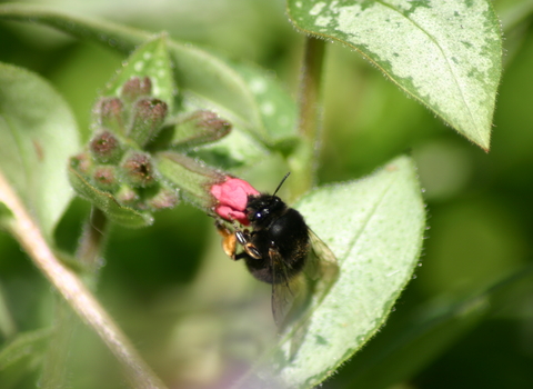 Hairy-footed flower bee | The Wildlife Trusts