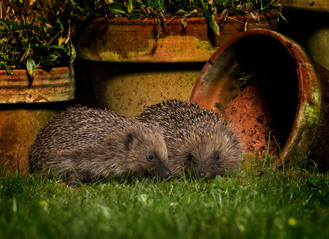 How to create a hedgehog hole | The Wildlife Trusts