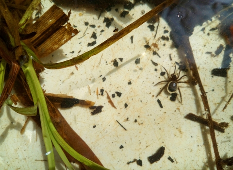 Water spider | The Wildlife Trusts