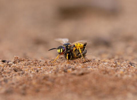 Bee wolf | The Wildlife Trusts