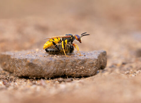 Bee wolf | The Wildlife Trusts