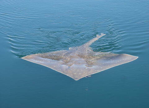 Common skate | The Wildlife Trusts