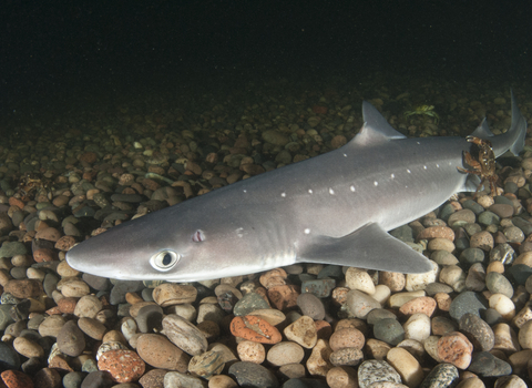 Spurdog shark | The Wildlife Trusts