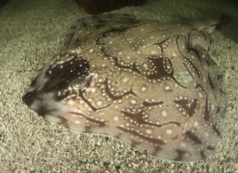 Undulate ray | The Wildlife Trusts