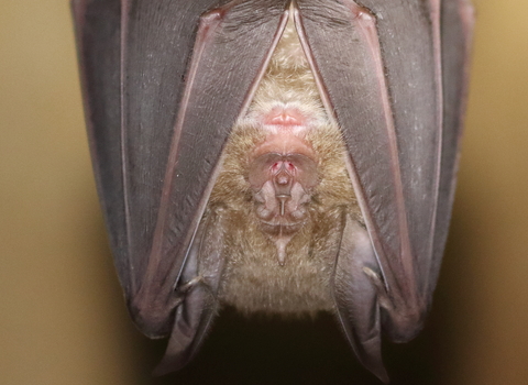 Greater horseshoe bat | The Wildlife Trusts