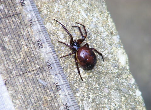 False widow spider | The Wildlife Trusts