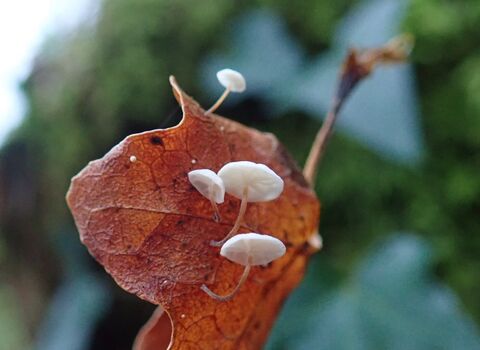 12 Days Wild | The Wildlife Trusts