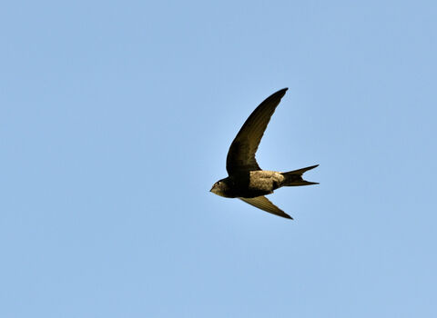 Swift | The Wildlife Trusts