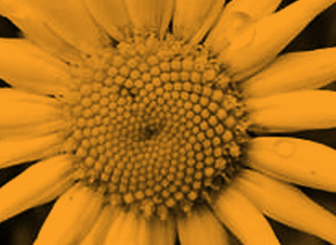 Your guide to taking action for insects in your community | The ...