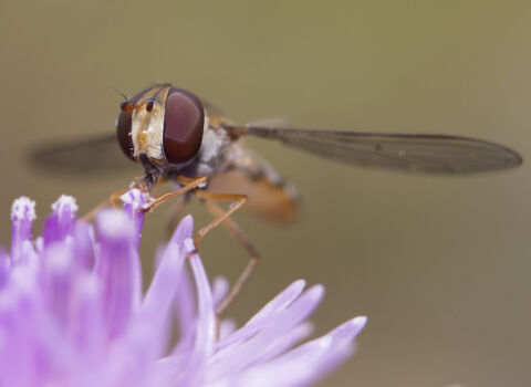 Marmalade fly | The Wildlife Trusts