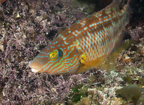 Corkwing wrasse | The Wildlife Trusts
