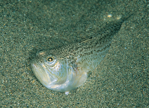 Lesser weever fish | The Wildlife Trusts