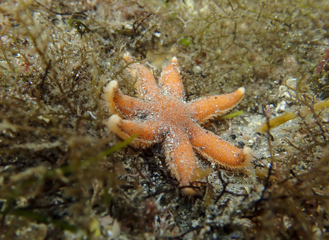 Seven armed starfish | The Wildlife Trusts
