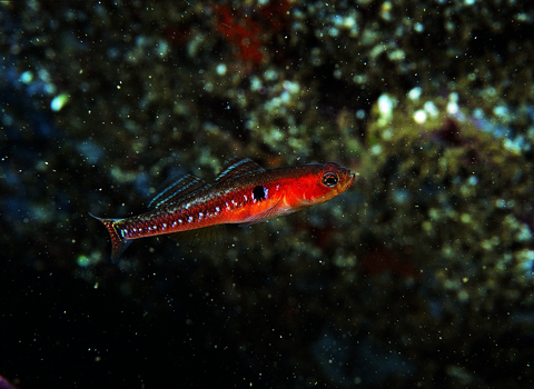 Two spotted goby | The Wildlife Trusts
