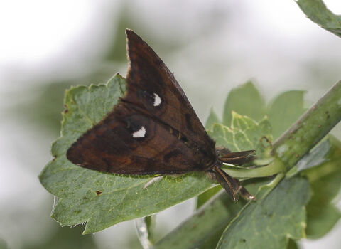 Vapourer | The Wildlife Trusts