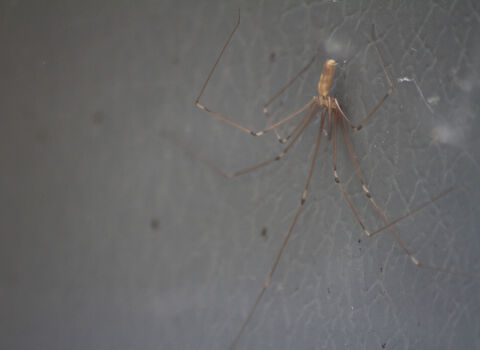 Cellar spider | The Wildlife Trusts