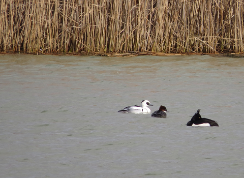 Smew | The Wildlife Trusts