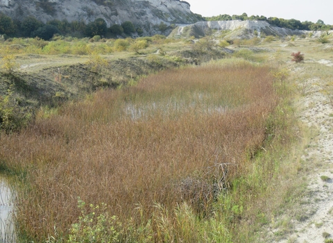 Common club-rush | The Wildlife Trusts