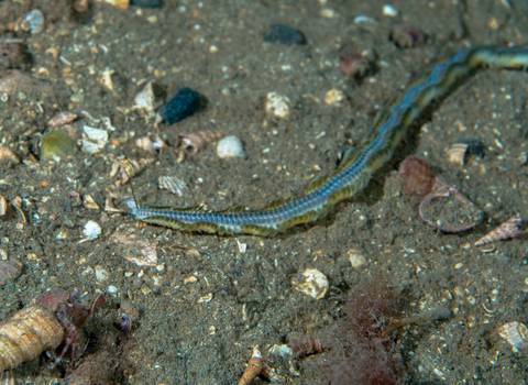 Ragworm | The Wildlife Trusts