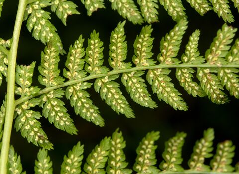 Lady fern | The Wildlife Trusts