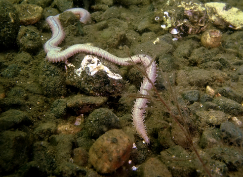 Ragworm | The Wildlife Trusts