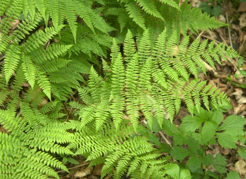 Lady fern | The Wildlife Trusts