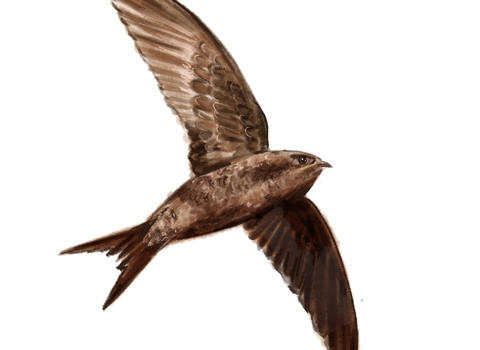 Swift | The Wildlife Trusts