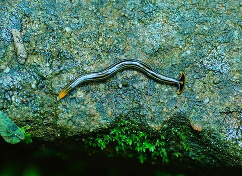 Planaria | The Wildlife Trusts