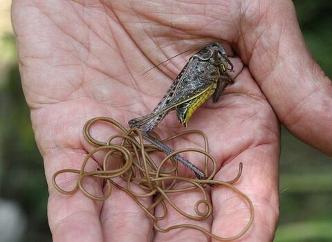 Horsehair worm | The Wildlife Trusts