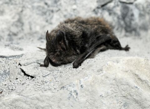 Barbastelle bat | The Wildlife Trusts