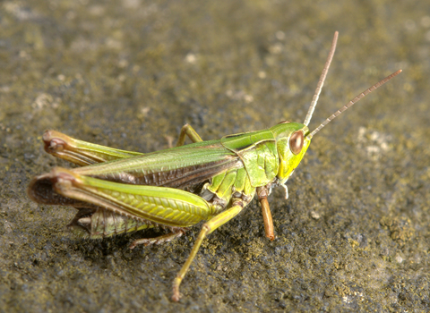 Common green grasshopper | The Wildlife Trusts