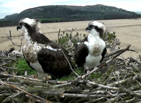 Watch raptor chicks hatching on live webcams across the UK | The ...