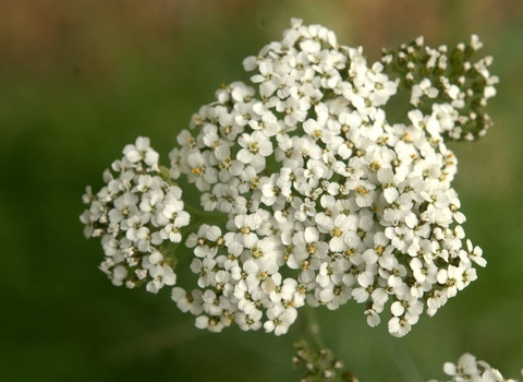 Yarrow | The Wildlife Trusts