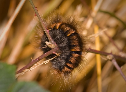 Fox moth | The Wildlife Trusts