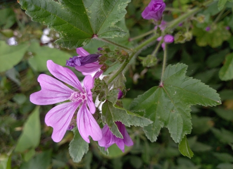 Common mallow | The Wildlife Trusts