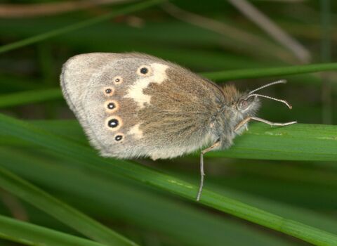 Large heath | The Wildlife Trusts