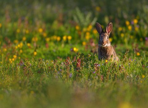 Home | The Wildlife Trusts
