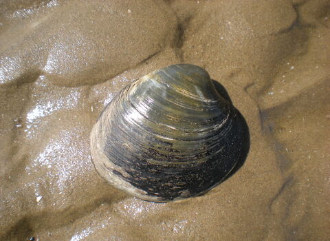 Ocean quahog | The Wildlife Trusts