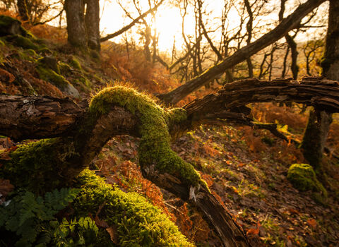 Thank you Gordon Buchanan Tour | The Wildlife Trusts